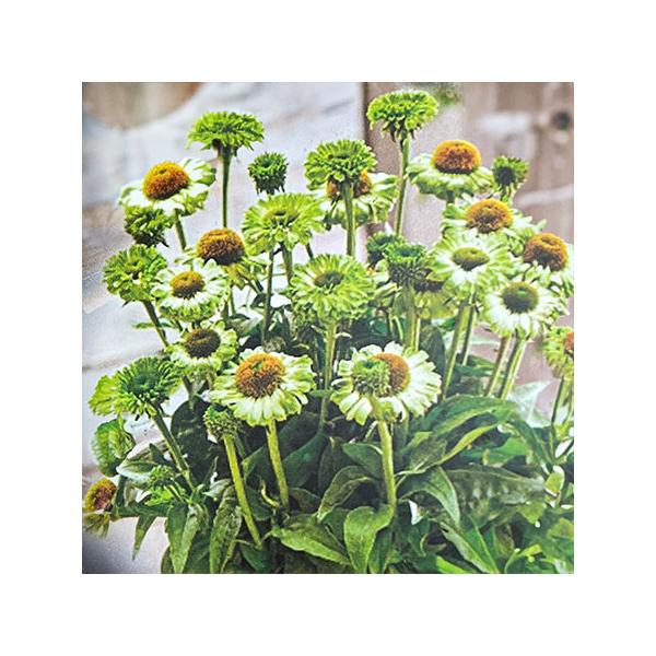 グリーン系エキナセアで初の多弁咲品種です。爽やかなアップルグリーンの花色が徐々に明るい白色に変化していくのが魅力的です。草姿もコンパクトにまとまり花も長く楽しめます。※詳しい商品説明は下のほうに記載があります