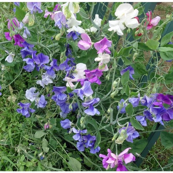 スイートピーはつる性の1年草。蝶のような可愛い花を咲かせ、甘い香りもします。フェンス等につるを絡ませても素敵です。育てて楽しみ、切り花として飾って楽しめます。草丈をいかし、立体的な花壇におすすめです。★花色ミックスでのお届けです。写真は開花...