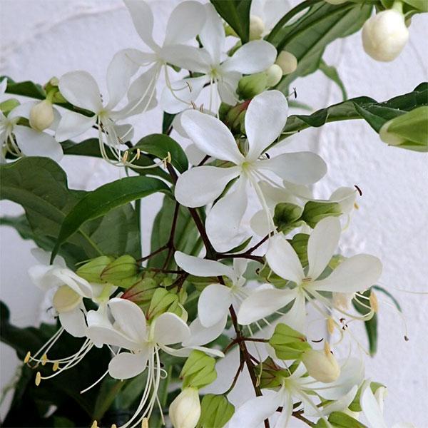 秋に美しい白花を咲かせるクラリンドウ・グレープバニラ ★入荷から日数が経ったためセール価格となりました。商品の状態は画像と異なる場合があります。★クレロデンドルム・ウォリキーは、インド・ヒマラヤ原産の低木で、クラリンドウ、グレープバニラ、タ...