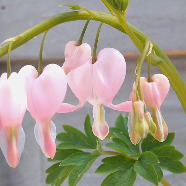 淡いピンクの花を咲かせるディセントラ（タイツリソウ・ケマンソウ）です。暗くなりがちな日陰の庭を明るく彩ってくれます。日陰のボーダーガーデンや林間の庭におすすめです。※詳しい商品説明は下のほうに記載があります