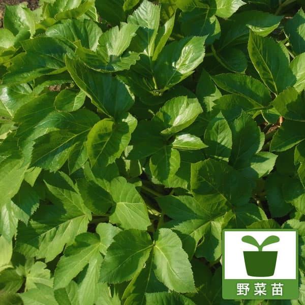 もともとは関東から紀伊半島にかけての太平洋側の海岸に自生していたセリ科の多年草。ビタミン、ミネラルを豊富に含み、カルシウムや鉄分はほうれん草よりも多いため、健康野菜として注目されています。また、体内の水分代謝がよくなるカリウムが豊富で、むく...