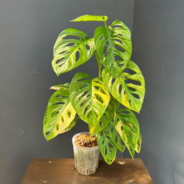 ★現品販売★しっかり黄斑が入ったマドカズラが入荷しました！最初はうっすらと入った斑が徐々に濃くなりしっかりとした黄色斑が入ります。マドカズラ（窓鬘）は名前の通り、葉に窓のような穴があくモンステラの仲間です。葉に穴があくのは、熱帯雨林のスコー...