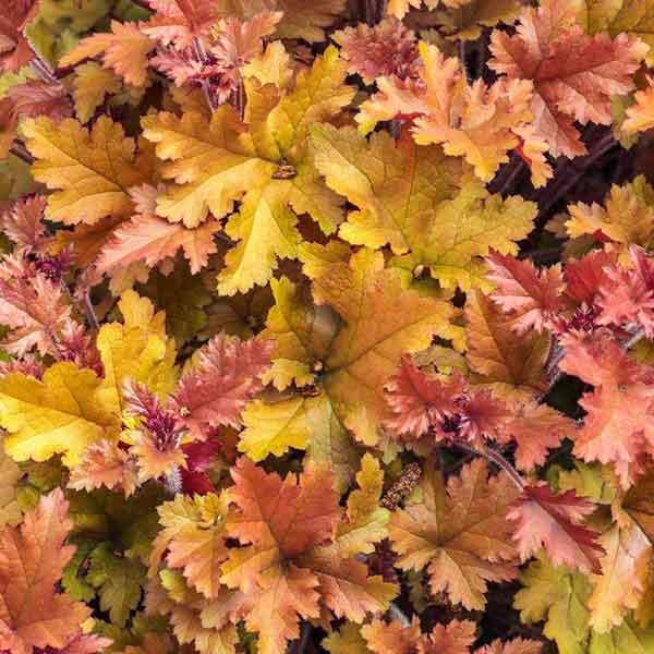 ヘウケラ（ヒューケラ）はメキシコ原産のユキノシタ科の宿根草。葉は常緑のため1年中楽しめます。中型タイプなので、庭植え、花壇、鉢植え、寄せ植え、ハンギングなど様々な場面でご利用いただけます。5〜6月頃には可憐な花も楽しめます。※詳しい商品説明...