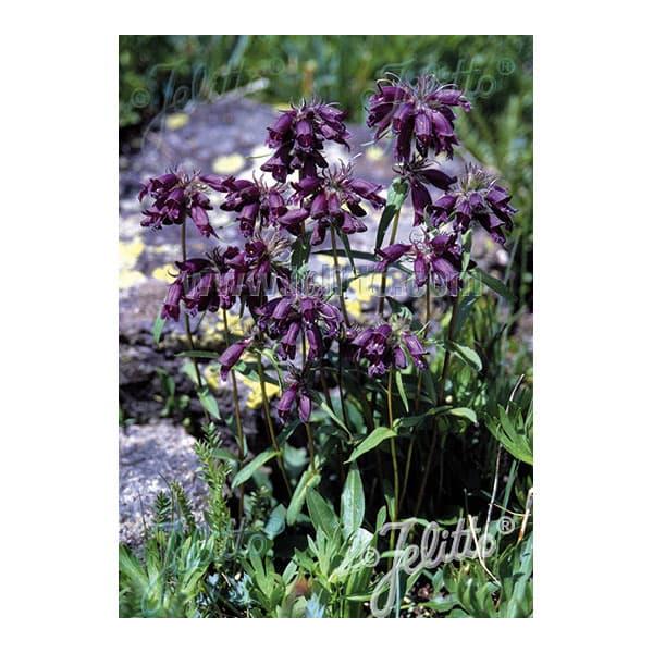 チョコレート色の葉に濃紫の花が美しく花壇におすすめのカラーリーフ チョコレートカラーに色づく葉が印象的なペンステモンです。従来品種よりも葉色が濃い銅葉となり、とても丈夫で育てやすい品種。草丈も高くなるので、花壇の背面におすすめです。ペンステ...