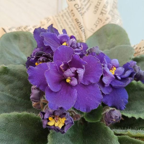 ★開花終了のため特価です。ギフトにはご利用いただけません。★★入荷から日数が経ったためセール価格となりました。商品の状態は画像と異なる場合があります。★可憐なセントポーリアの鉢植え。セントポーリアはアフリカ原産の多年草。四季咲きで上手に管理...