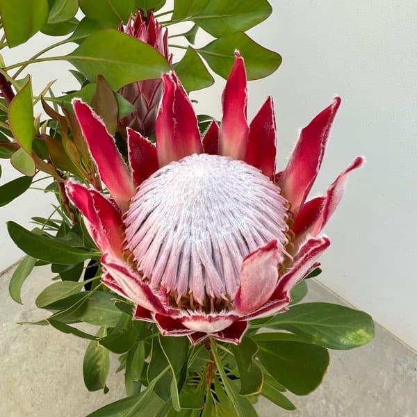 大人気のプロテア・リトルプリンスの花付き株です。プロテア属はオーストラリアや南アフリカなどに分布する常緑低木です。多数の花が集まって頭状花序をなし、着色した総苞が美しくそれを取り囲みます。花持ちがよく切花として注目され、またドライフラワーに...