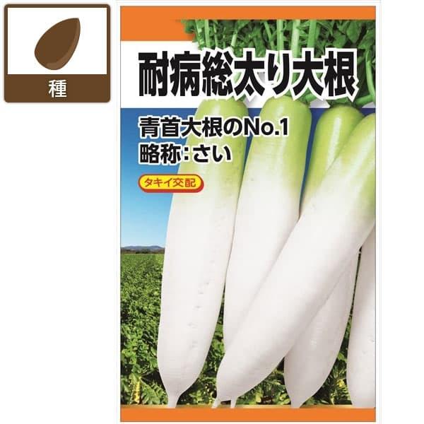 種　タネ　秋どり大根の代表種。肉質は緻密で揃いのよい形と甘みのある味わいが大人気。※詳しい商品説明は下のほうに記載があります