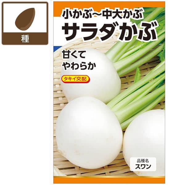 種　タネ　緻密な肉質で人気品種。大き過ぎず使いやすいサイズのカブです。※詳しい商品説明は下のほうに記載があります