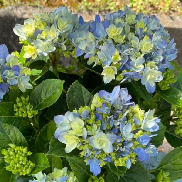 ★今季の開花が終了した花は切り戻してのお届けとなります★がく片の先端がとがった八重咲きで、花が色づいていく様子が星々のきらめきを想わせることから名づけられた島根オリジナルアジサイの最新品種。手まり型の小振りな花がたくさん咲き、低くコンパクト...