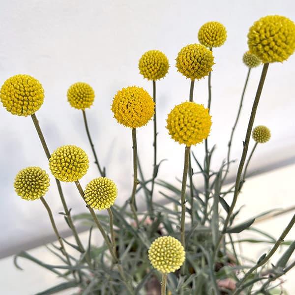 クラスペディアはオーストラリア、ニュージーランド原産のキク科の多年草。高く伸ばした花茎の先端に、ユニークな黄色のボール状の花を咲かせます。ゴルフビューティーはシルバーリーフが美しい人気品種です。長期間開花する品種で、夏から秋ににかけて、ユニ...