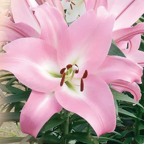 ★入荷から日数が経ったためセール価格となりました。商品の状態は画像と異なる場合があります。★テーブルダンスはさわやかなチェリーピンク色で、花径約25cmとゴージャスなオリエンタルリリーです。丸みを帯びた幅広の花弁は緩やかに反り返り、優美な印...