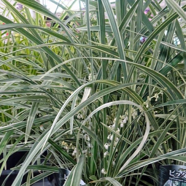 ビッタータスは造園によく使われる丈夫な斑入りノシランのです。光沢のある細長い葉を茂らせ、白〜淡桃色の小花を咲かせます。日向でも日陰でも利用できるグランドカバー植物として人気です。涼しげな斑入り葉はモダンな空間にも似合います。大株になるとボリ...