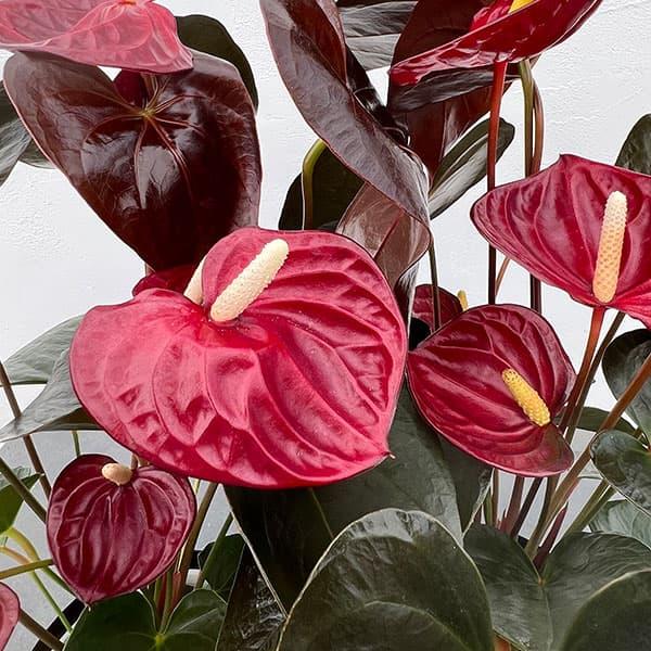 ★入荷から日数が経ったためセール価格となりました。商品の状態は画像と異なる場合があります。★小松農園さんが試験的に育成したアンスリウムの最新品種アンスリウムデリカータです。ダークレッドのシックな仏炎苞が特徴的な品種です。色鮮やかな仏炎苞とと...