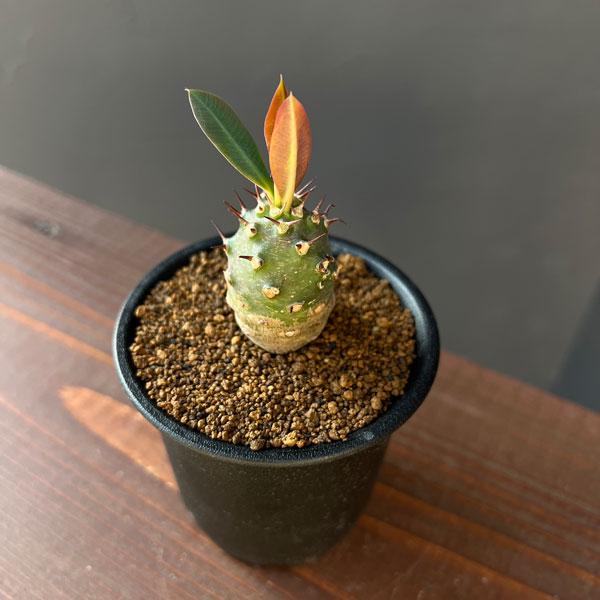 パキポディウムの様なぼってりした幹立ちに、ブルーがかった葉が特徴的なユーフォルビア：パキポディオイデスです。※冬期は落葉した状態でのお届けになります。※詳しい商品説明は下のほうに記載があります