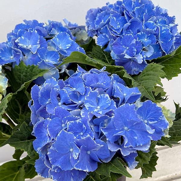 紫陽花 「スターリットジュエル」は人気品種のスターリットスカイから生まれたてまり咲きのアジサイです。スターリットスカイ同様に、縁に入るフリルと繊細な絞り斑模様が魅力的な品種。茎が強く太いので花の重みで垂れ下がらず、根も強いので立ち枯れの心配...