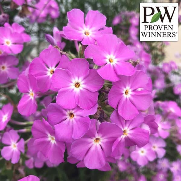 従来のフロックスは夏の高温多湿を苦手としますが、オープニングアクトは、その点が大幅に改良されたパニキュラタ種です。濃い緑色の光沢のある葉はカビや病気に強く、うどんこ病にも強くなったハイブリッド種です。また、一般的なフロックスよりも開花が早く...