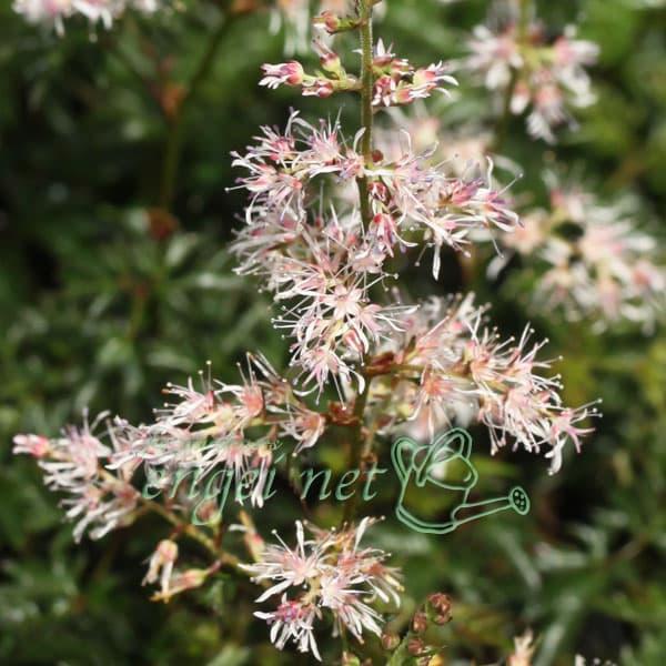 山地の渓谷沿いや岩場に生えるユキノシタ科の宿根草。洋種でガーデニングによく利用されるアスチルベの仲間です。ヤクシマショウマはアカショウマの変種で、草丈は5-10cmほどと非常に小型の品種です。葉も小さくより繊細な印象です。初夏に赤みがかった...