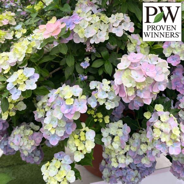 ★入荷から日数が経ったためセール価格となりました。商品の状態は画像と異なる場合があります。★話題のラグランジアに奇跡のような花色に出会える第4弾品種が登場！オーロランジュは最も這い性が強く、のびやかな草姿にたくさんの手毬咲きの花を咲かせます...