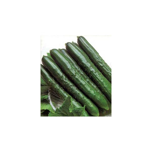 夏すずみは耐病性が強く、作りやすいキュウリ。真夏の高温下でも高品質を保ち、夏栽培で問題になるうどんこ病、べと病に強いので、薬剤散布を減らすことができます。果実の太さは中程度、果色は濃緑でテリがあります。家庭菜園での減農薬栽培に向いています。...