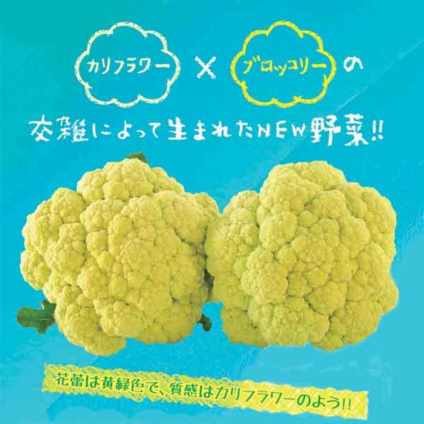 【発売日：2026年08月27日】カリフラワー×ブロッコリーの交雑によって生まれた野菜 カリフラワー×ブロッコリーの交雑によって生まれた野菜です。花蕾は黄緑色で、質感はカリフラワーのよう。定植後約50日で500g以上になる極早生種。側花蕾も...
