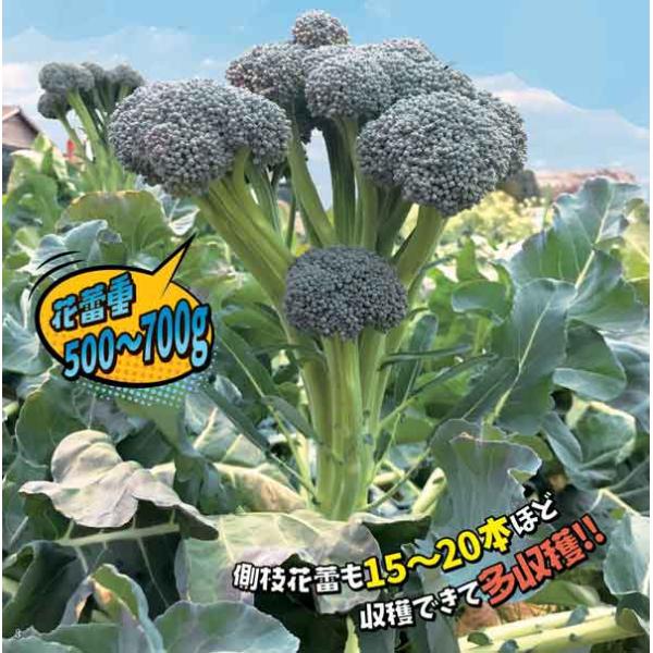 【発売日：2026年08月27日】花蕾も茎も食味抜群で2度おいしい。花蕾重500-700g。側枝花蕾も15-20本ほど収穫できて多収穫。甘味が強い極早生種です。※詳しい商品説明は下のほうに記載があります