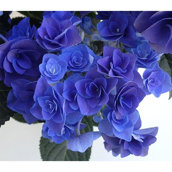 紫陽花 苗 ★入荷から日数が経ったためセール価格となりました。商品の状態は画像と異なる場合があります。★★この商品は苗木です★ジャパンフラワーセレクション受賞の人気品種フェアリーアイから生まれた枝変わり新品種で、フェアリーアイよりも色が濃く...