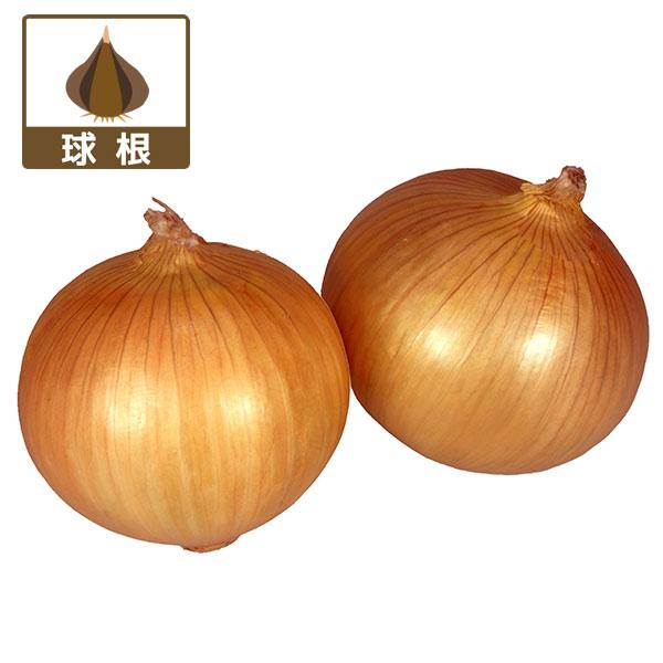 【発売日：2026年08月27日】セット栽培（球根から栽培することで12月前後の冬に収穫する事）が可能な玉ねぎ球根です。春収穫に比べて重量は小さくなりますが、種から育てるよりも難易度が低く、家庭菜園向きです。温度が高い時期に植え付けるので、...