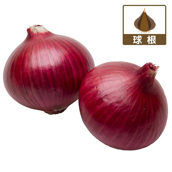 【発売日：2026年08月27日】セット栽培（球根から栽培することで12月前後の冬に収穫する事）が可能な玉ねぎ球根です。春収穫に比べて重量は小さくなりますが、種から育てるよりも難易度が低く、家庭菜園向きです。温度が高い時期に植え付けるので、...