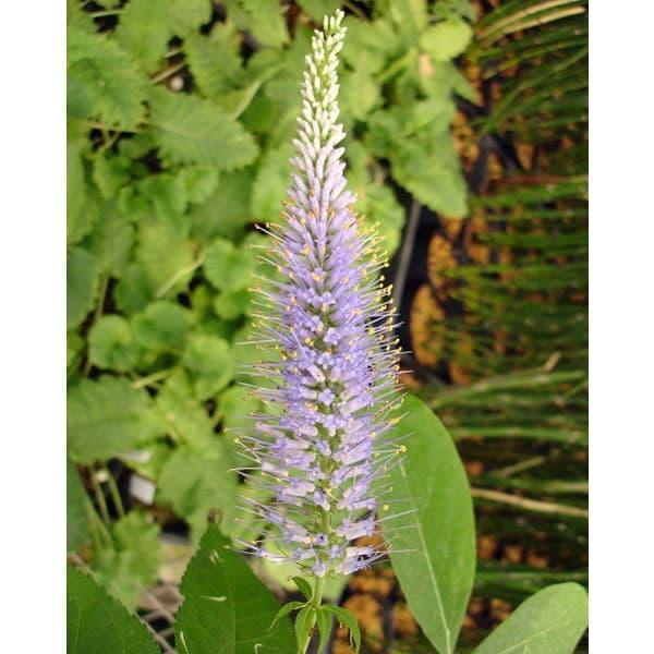 九蓋草（クガイソウ）は、日本を代表するような美しい茶花で、穂状の紫花はとても風情があります。ヤマトラノオやルリトラノオに似た花ですが、4〜6枚の葉が輪生しているので区別されます。山野に自生しています。強健で佇まいが良いので、庭植えにおすすめ...
