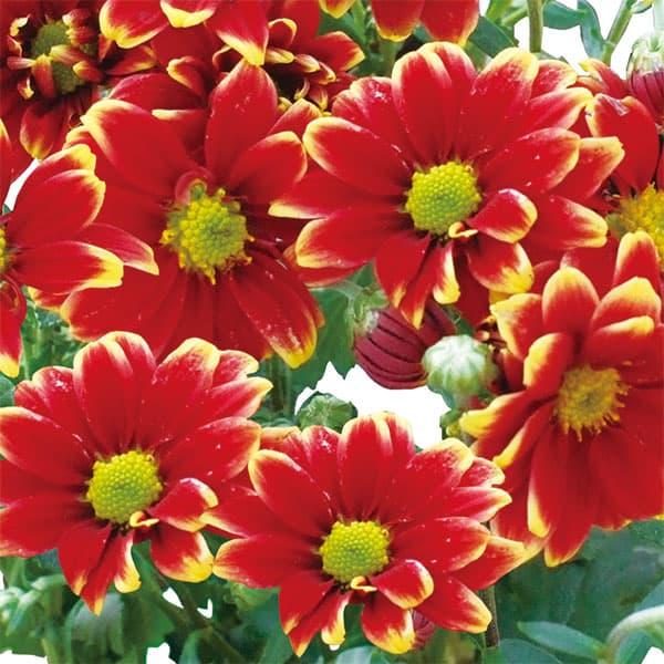 そのまま植えるだけで楽しめる手間なし菊。摘芯済みの大株を1つのポットに3本植えにした菊苗です。そのまま植えるだけで手間をかけなくても開花時期にはきれいな花が楽しめます。花壇や切り花にとても便利です。※詳しい商品説明は下のほうに記載があります