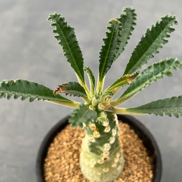 ★現品販売★ドルステニアラブラニーは葉の縁がフリル上にウェーブする品種です。ドルステニアはアフリカ大陸を中心に自生しているクワ科の塊根植物です。特徴のある花を咲かせることでも有名です。寒さに非常に弱い植物ですので、冬は暖かいところで管理して...