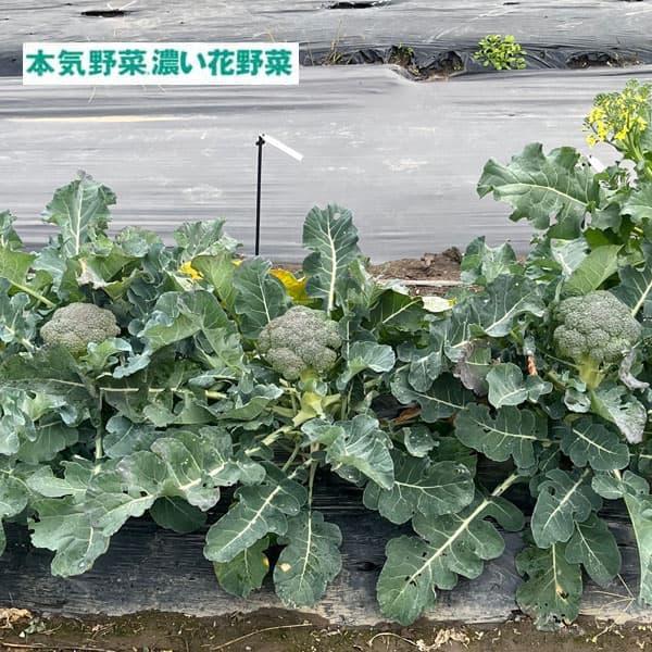 【発売日：2026年08月27日】サントリーフラワーズの本気野菜濃い花野菜シリーズ。秋冬野菜の定番、花野菜！甘みとコリッとした歯ざわりで、食味の良さはもちろん、収穫後にもまた実っておかわりできるのが嬉しい秋冬野菜です。※詳しい商品説明は下の...