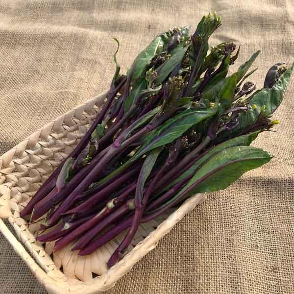 【発売日：2026年09月24日】サントリーフラワーズの本気野菜　シリーズ。真冬に何度も、たくさん穫れる、花茎を楽しむ新野菜！1回の収穫ではなく、切れば切るほど、花茎が出て、たくさん収穫できるお得な野菜です。クキッコリー赤はコクのある旨みと...