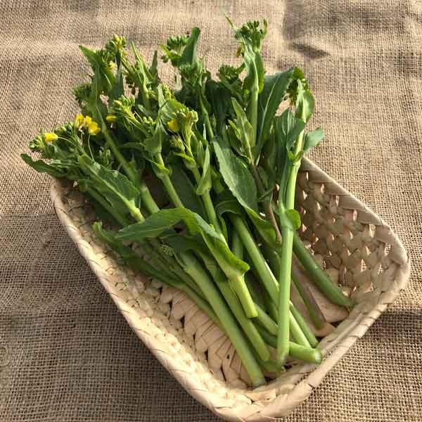 【発売日：2026年09月24日】サントリーフラワーズの本気野菜　シリーズ。真冬に何度も、たくさん穫れる、花茎を楽しむ新野菜！1回の収穫ではなく、切れば切るほど、花茎が出て、たくさん収穫できるお得な野菜です。クキッコリー緑はほのかな甘み、春...