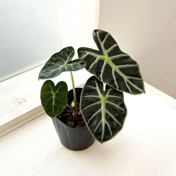 アロカシアベイビーは、アロカシア属の中でも比較的小型で、コンパクトな姿が特徴的な品種です。葉の色は濃い緑色で、葉脈が白や薄緑色でコントラストを作り出しています。一般的に高さ30から60センチ程度に成長します。エキゾチックな雰囲気の観葉植物で...