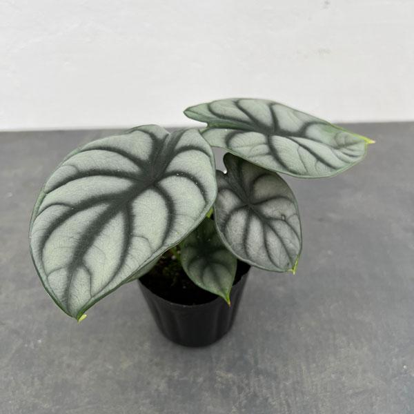 シルバーグレーの葉色、裏面の赤い葉脈が物語に出てくるドラゴンを連想させる、個性的なアロカシアです。成長すると葉の凹凸がはっきりしてきて非常にかっこよくなります。※詳しい商品説明は下のほうに記載があります