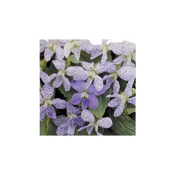 珍しく、希少価値の高いスミレです。花弁には霧吹きで噴いた様な綺麗な模様が入っていることから、 「吹っかけスミレ」という和名がついています。耐寒性も強く強健で、コンテナやボーダーにご利用ください。花には、霧吹き状になるものもあれば青花や白花に...