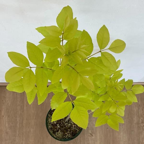 アオダモは北海道から九州にかけての山野に自生する落葉樹で、アオタゴとも呼ばれます。庭園樹ではありませんが、樹形が整うため自然な雰囲気の雑木林風の庭に好まれます。灰褐色の幹に涼しげな葉を茂らせ、5〜6月に白い小さな花をたくさん咲かせます。材は...