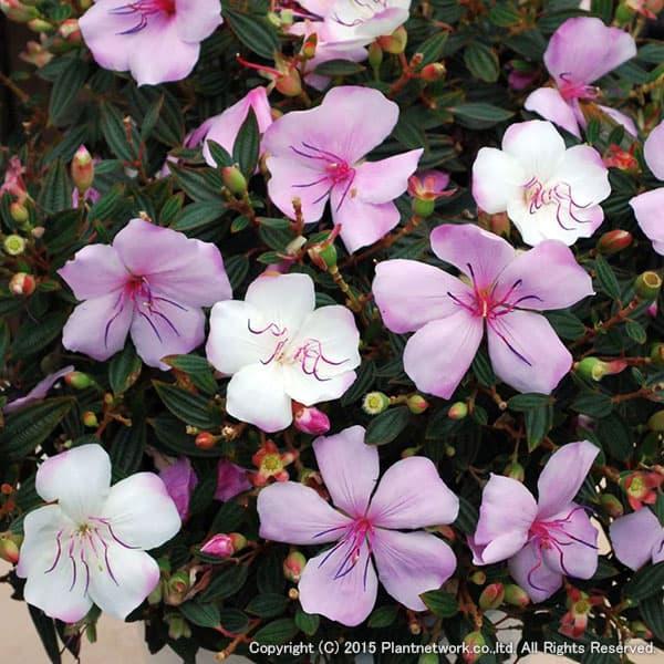 愛らしいノボタンのわい性ハイブリッド種です。ピンクの小花を長期間咲かせます。連続開花性に優れ、四季咲き性の品種です。わい性でコンパクトにまとまります。開花直後には花弁の先にほんのりピンクがはいり、だんだん濃くなっていきます。暑さ蒸れにも非常...
