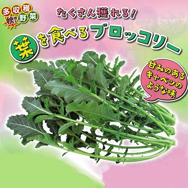 【発売日：2026年08月27日】甘味が強く濃厚な味わいで食味に優れています。葉は欠刻が多く細く伸びます。株どり、または葉を摘み取っ手収穫します。頂点を収穫しても30日程度でまた側枝が大量に出ます。また、3月には中心にブロッコリーの花蕾がで...