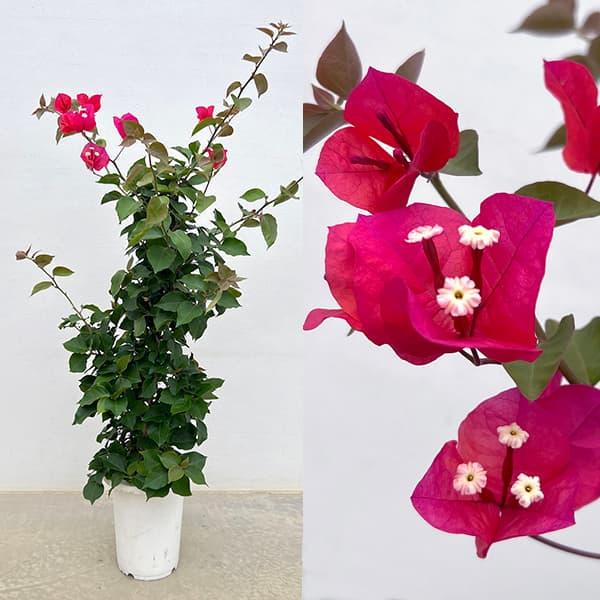 つる枝が長く伸び、春から初夏、秋から晩秋まで咲くガーデン向き品種 花付きのよいブーゲンビレア。ミセスバットはブーゲンビリアを代表する品種のひとつです。 花色はきれいな赤系で、鉢花としてよく流通しています。この株は庭植えやフェンス・トレリスへ...