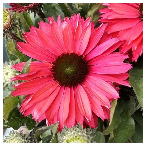 サンシーカーズシリーズはオランダで開発された丈夫なエキナセアのシリーズです。花付きがよく、八重のローズピンクの花を次々と咲かせます。花弁の多いセミダブル咲きで、株姿にボリュームが出て見事になります。夏の花、エキナセア。印象的な花が花壇で人気...