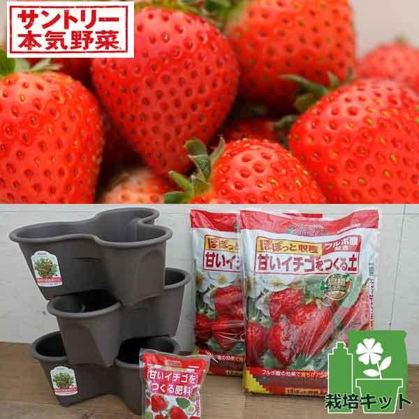 【発売日：2026年09月24日】狭い場所でもたくさん実がつく！便利なハーベリーポットを使ったイチゴの栽培セットです。イチゴの苗9株をイチゴ専用培養土を使ってポットに植え込み、ポットを3段積み上げて栽培します。高い場所で栽培すれば日当たり・...