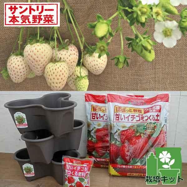 【発売日：2026年09月24日】狭い場所でもたくさん実がつく！便利なハーベリーポットを使ったイチゴの栽培セットです。イチゴの苗9株をイチゴ専用培養土を使ってポットに植え込み、ポットを3段積み上げて栽培します。高い場所で栽培すれば日当たり・...