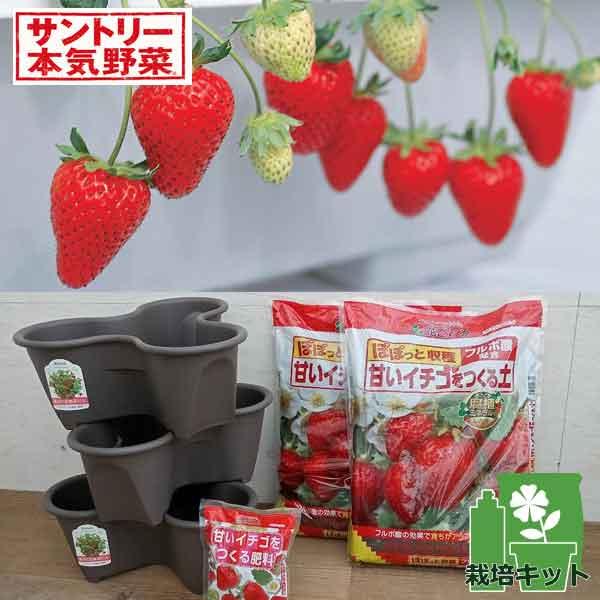 【発売日：2026年09月24日】狭い場所でもたくさん実がつく！便利なハーベリーポットを使ったイチゴの栽培セットです。イチゴの苗9株をイチゴ専用培養土を使ってポットに植え込み、ポットを3段積み上げて栽培します。高い場所で栽培すれば日当たり・...