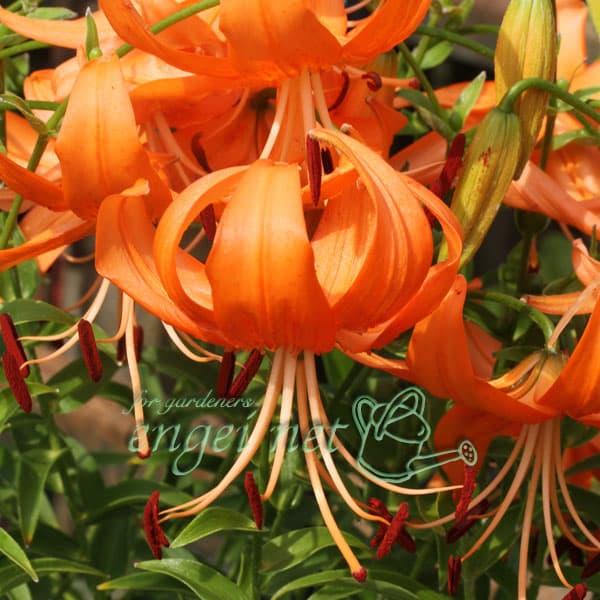 花弁の中に斑点のない無点花タイプの珍しいオニユリです。オレンジ色に黒い斑点のある花弁をもつコオニユリ。山野や渓谷沿いなどに自生する品種です。名前は「小さなオニユリ（鬼百合）」の意ですが、この2種は非常に良く似ています。オニユリはムカゴができ...