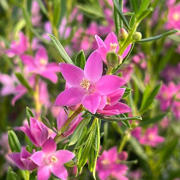 愛らしい花が初夏から翌春まで咲くオーストラリアの花木 ★入荷から日数が経ったためセール価格となりました。商品の状態は画像と異なる場合があります。★サザンクロスはオーストラリア原産の常緑低木で、初夏から翌春にかけて星型のかわいい花を咲かせます...