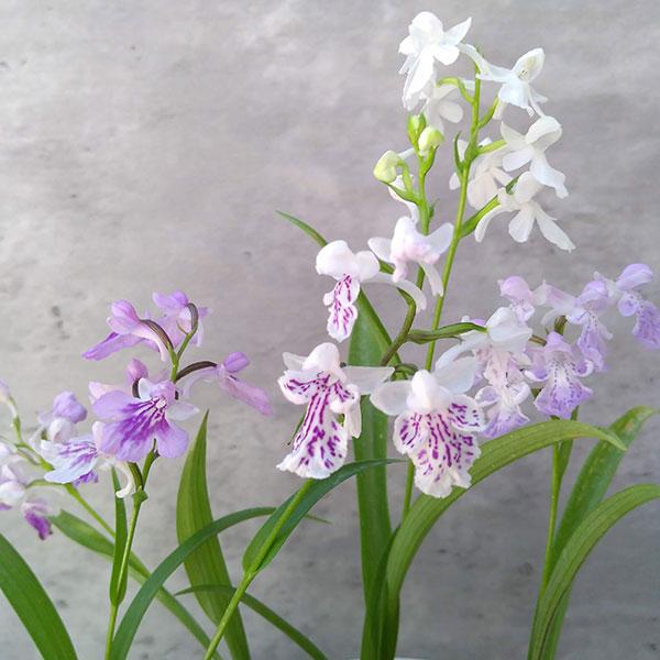 蝶が羽を広げたような可憐な花を咲かせる日本原産のラン ウチョウランは関東から九州の山地に多く見られ、日陰の岩壁に生えるラン科の多年草。茎は高さ10〜15cm。6月〜7月に大輪系の色彩鮮やかな花を咲かせます。乾燥に強く作りやすい品種です。1ポ...