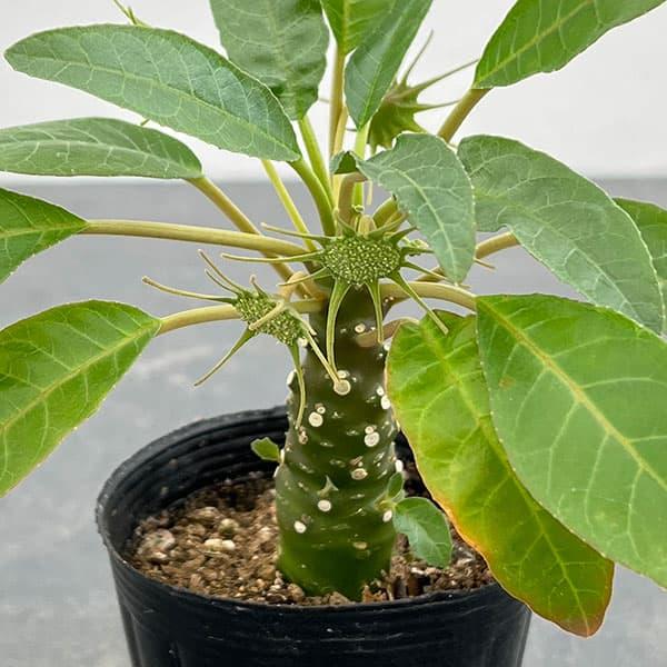 不思議な塊根植物ドルステニアは、アフリカ東部原産のクワ科の植物です。小型で性質も強健なので、コーデックスの入門植物としておすすめです。太い幹が凸凹して、緑色の葉を吹き出します。一年を通じて日当たりの良い場所で管理します。※冬の休眠期は落葉し...