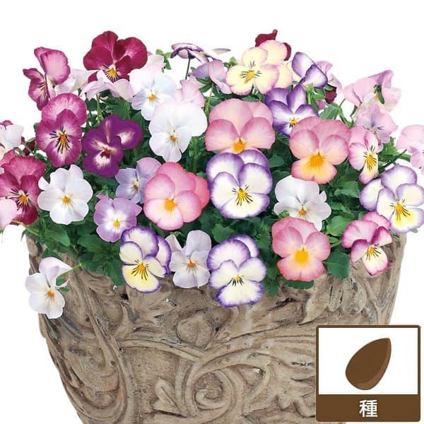 大人気の「虹色スミレ」と「よく咲くスミレ」の優しくカラフルなカラーコーディネート。タネをまくだけでナチュラルな寄せ植え風に。※詳しい商品説明は下のほうに記載があります
